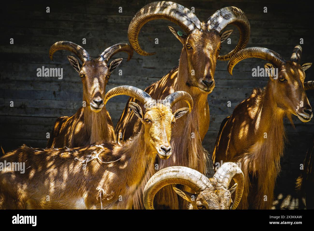 Mountain Goat Clan: Majestic Mammals with Impressive Horns Stock Photo ...