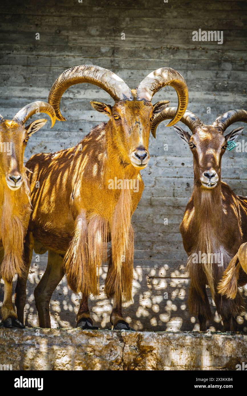 Mountain Goat Clan: Majestic Mammals with Mighty Horns Stock Photo - Alamy