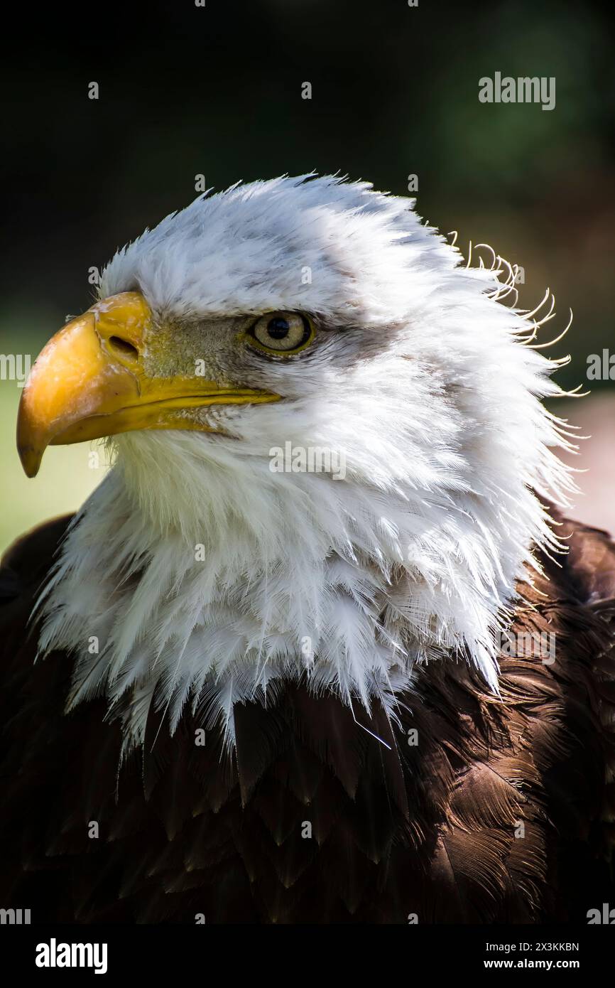 Capturing the Majestic American Bald Eagle: A Photographer's Guide to Stunning Wildlife Imagery ...