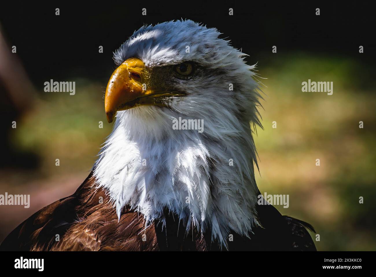 Majestic American Bald Eagle: Iconic Symbol of Freedom and Power Stock ...