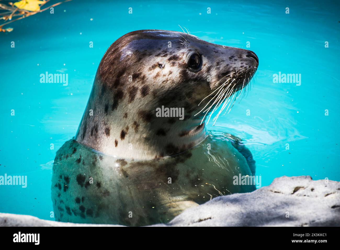 Sunnyseal hi-res stock photography and images - Alamy