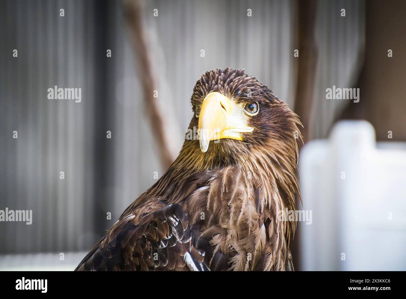 Medieval Fair Raptors: Capturing the Majesty of the Spanish Golden ...