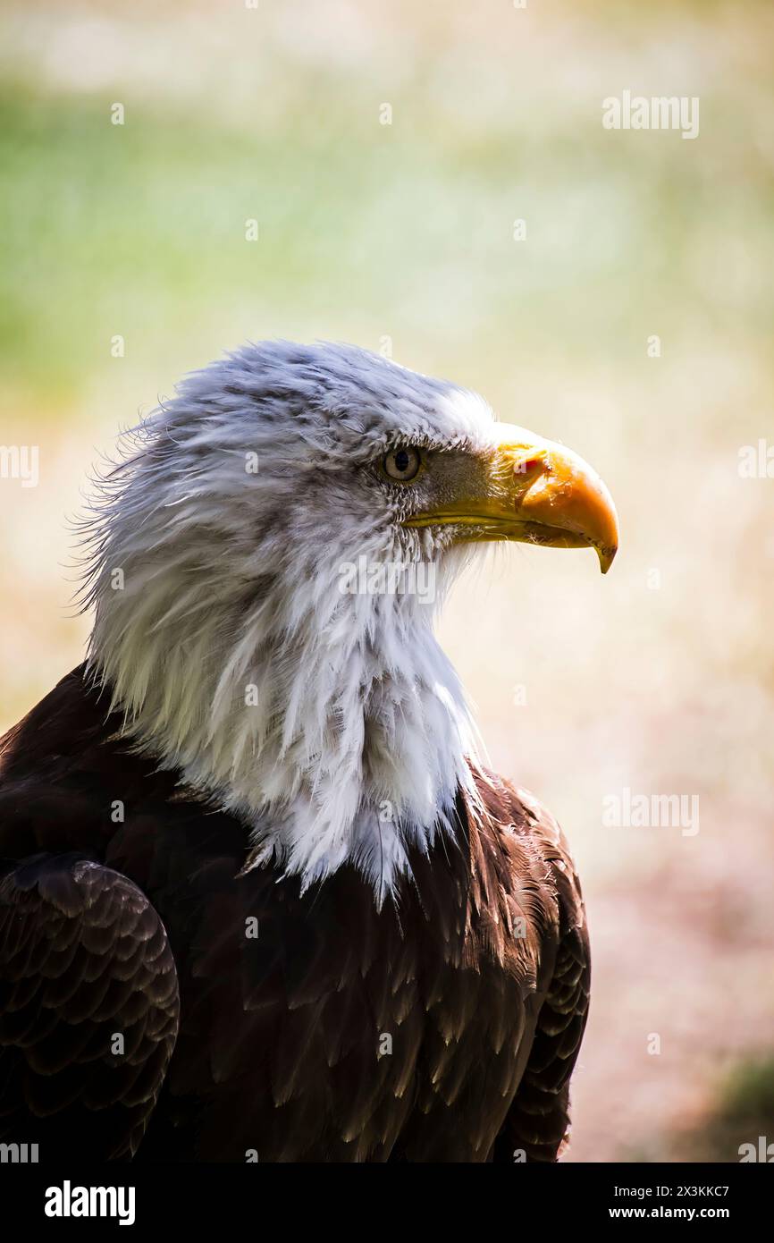 Capturing the Majestic American White-Headed Eagle: A Photographer's ...