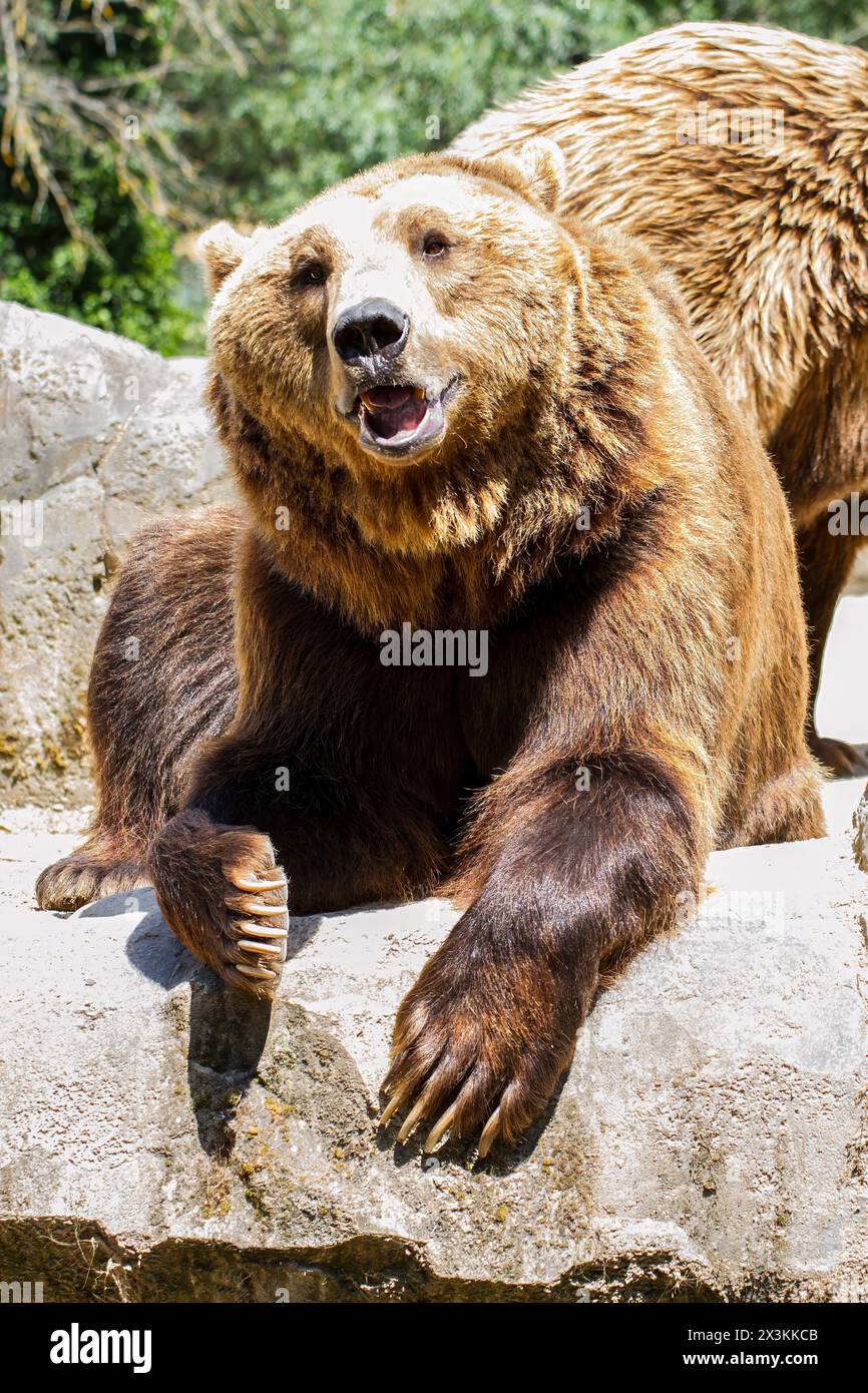 Deadly Spanish Beast: The Massive and Mighty Brown Bear Stock Photo - Alamy