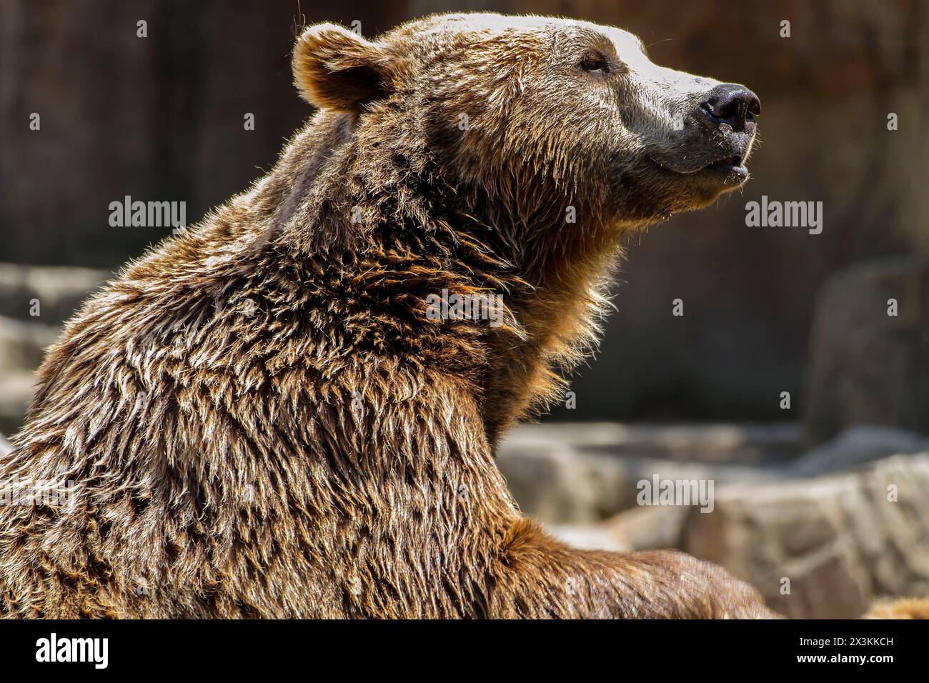 Predator of the Forest: Stunning and Majestic Brown Bear, Wild Mammal ...