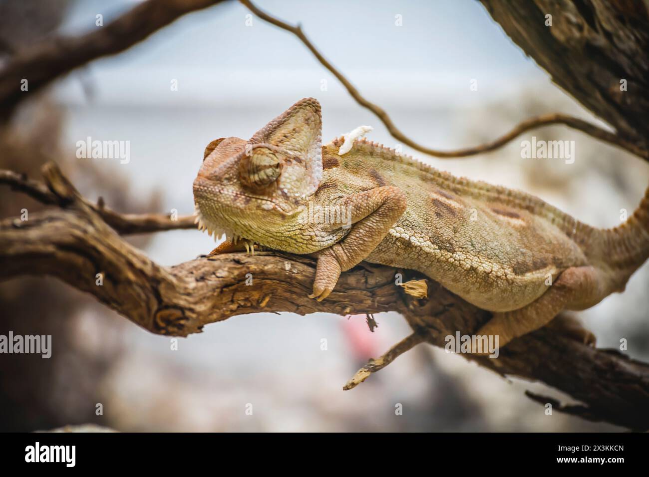 Sunbathing Scales: Captivating Images of Reptile Skin in the Sun Stock ...