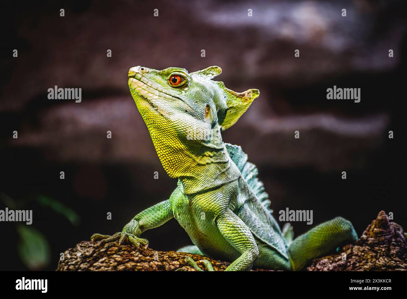 Sunbathing Scales: A Close-Up Look at Lizard Skin Texture Stock Photo ...
