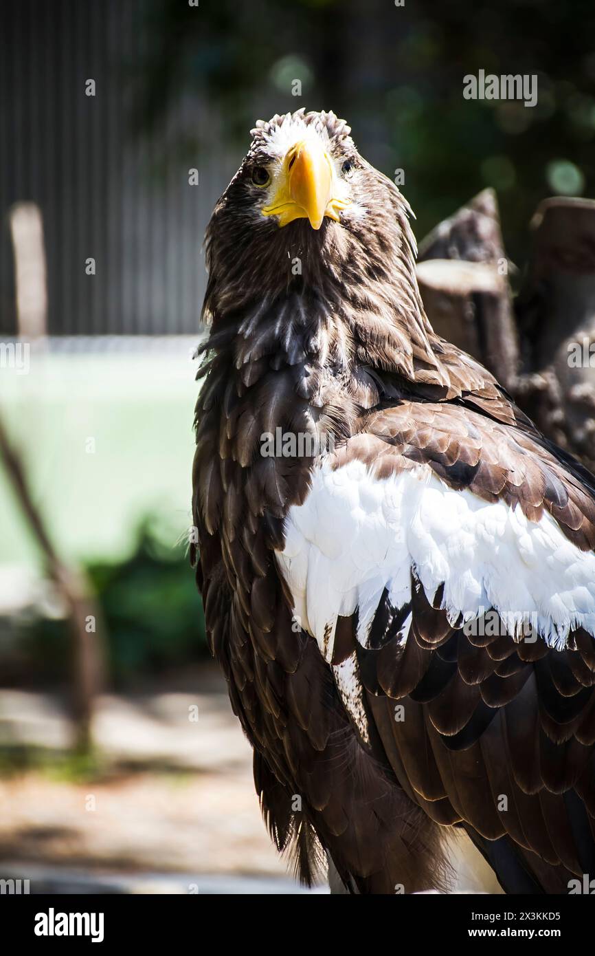 Medieval Fair Raptors: Capturing the Majestic Spanish Golden Eagle in ...
