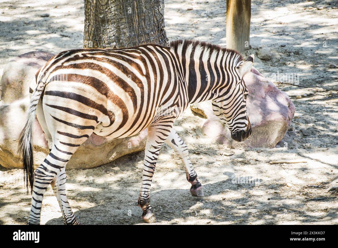 Zebraimage hi-res stock photography and images - Alamy