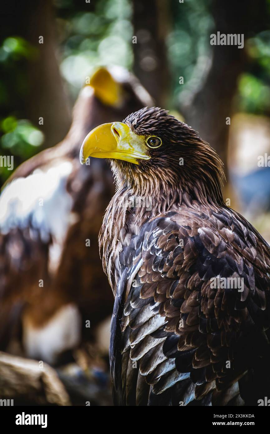 Medieval Fair Raptors: Capturing the Majesty of the Spanish Golden ...