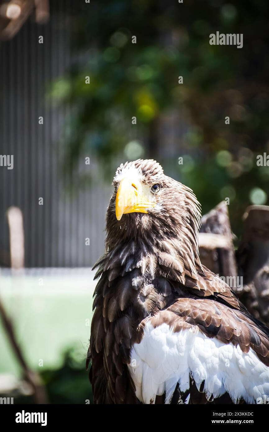 Medieval Raptors: Capturing the Majesty of the Spanish Golden Eagle at ...