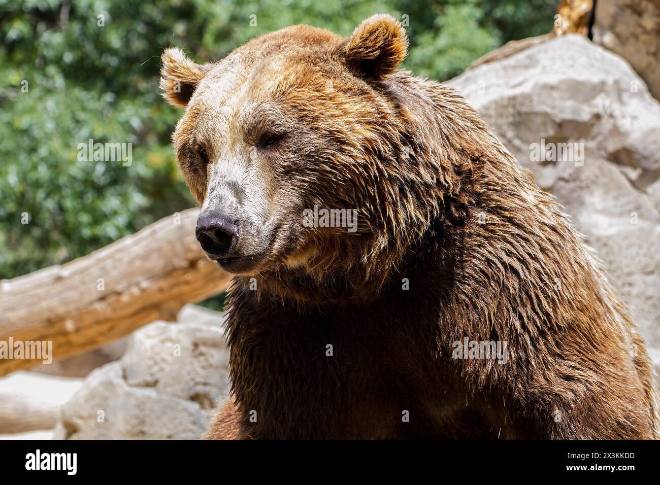 Spanish Brown Bear: The Dominant Predator of the Wild, Massive and ...