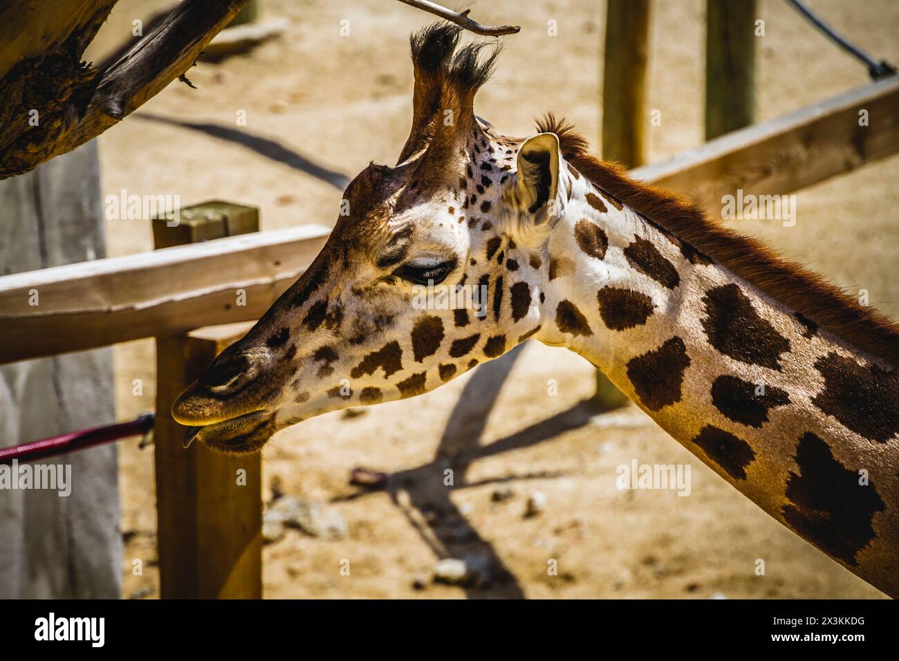 Exquisite Giraffe Captured in a Zoo Park: Stunning Images of the ...
