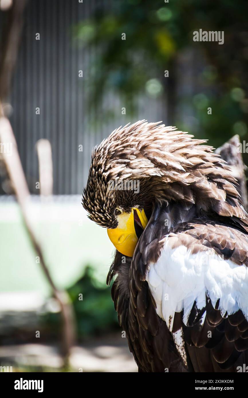 Medieval Fair Raptors: Capturing the Majesty of the Spanish Golden ...