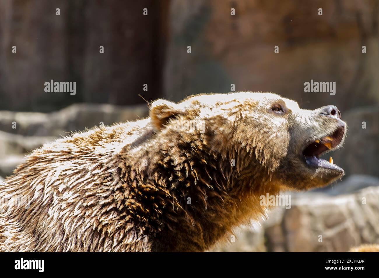 Predator of the Forest: Captivating and Majestic Brown Bear, the Furry ...
