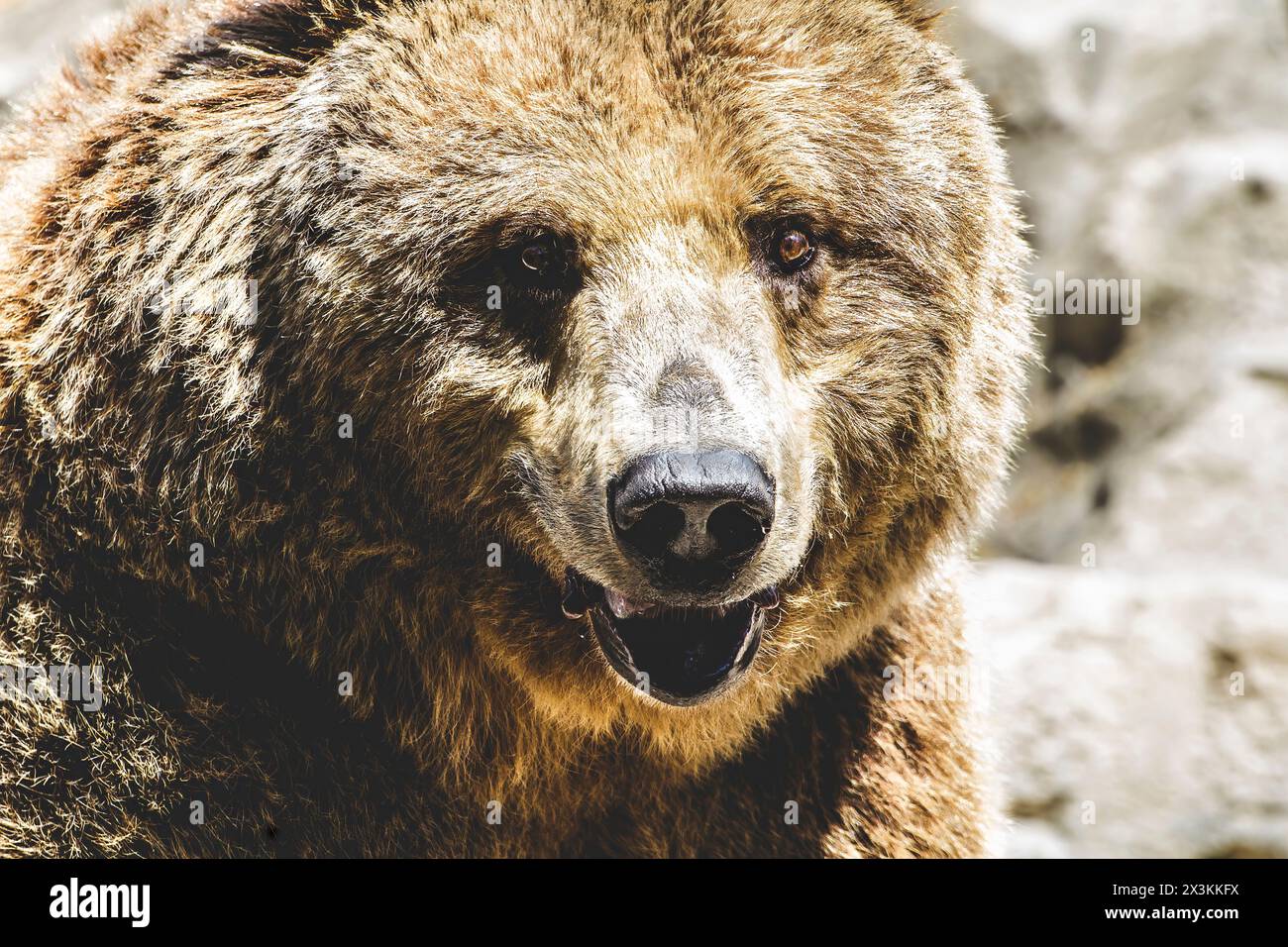 Majestic Brown Bear: The Powerful and Graceful Mammal of the Wild Stock ...