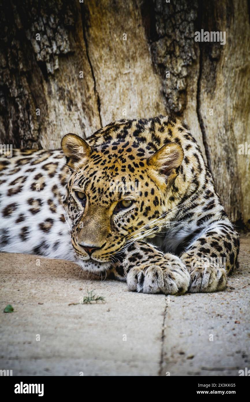 Stunning Leopard Basking in the Sun: A Majestic Display of Power and ...