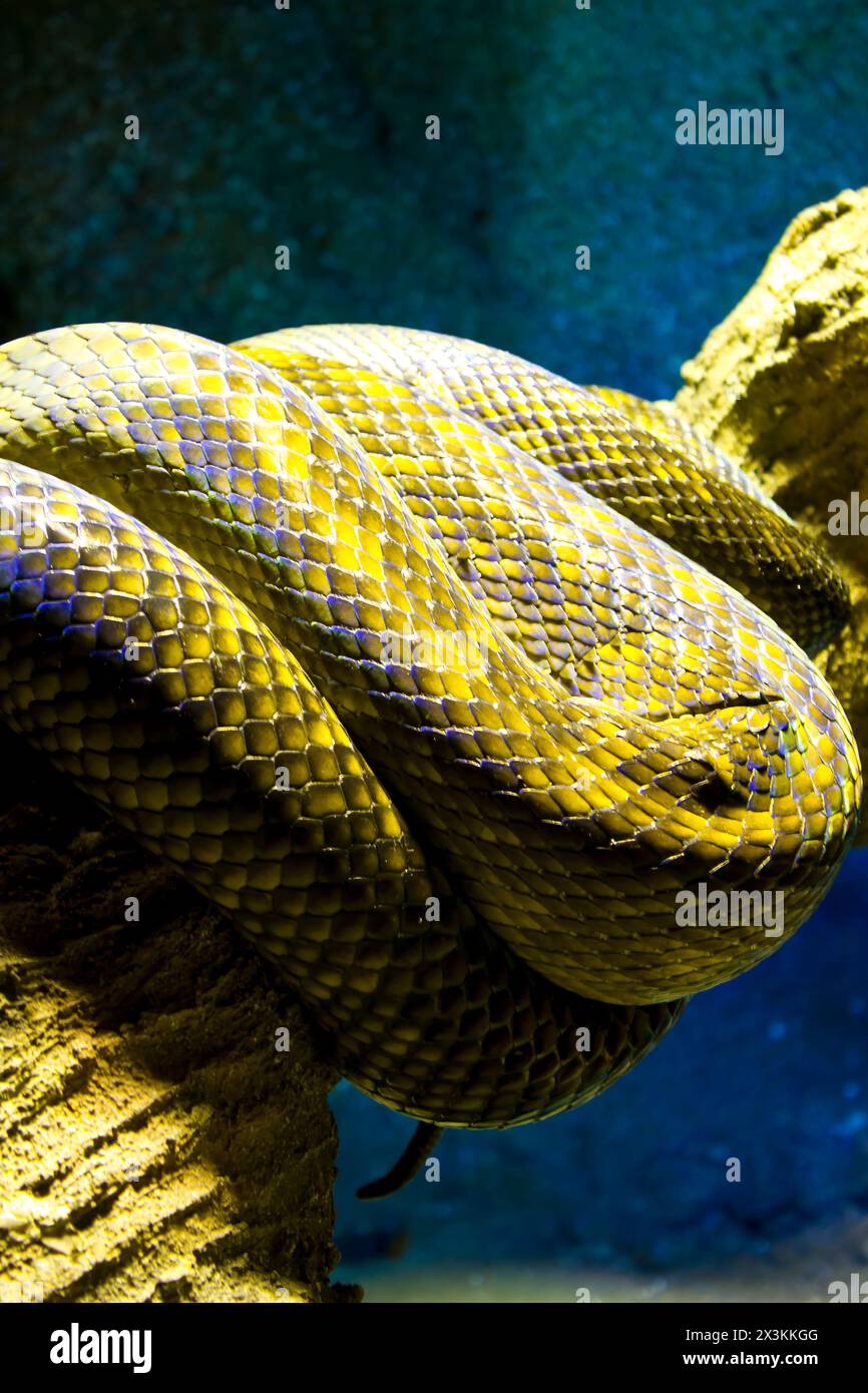 Exploring the Intricate Textures of Boa Constrictor Skin: A ...