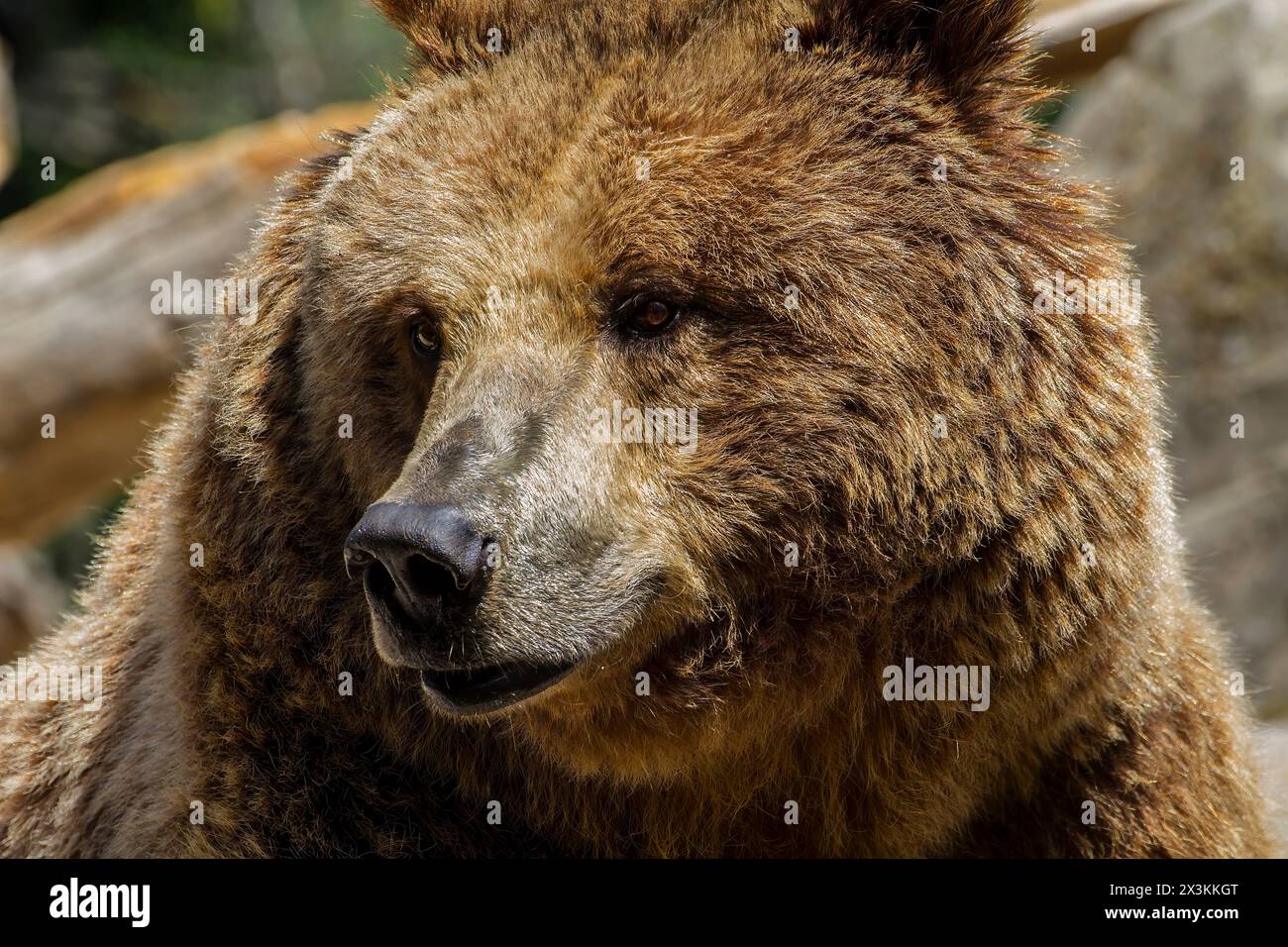 Mighty Brown Bear: Majestic and Robust Wildlife Icon Stock Photo - Alamy