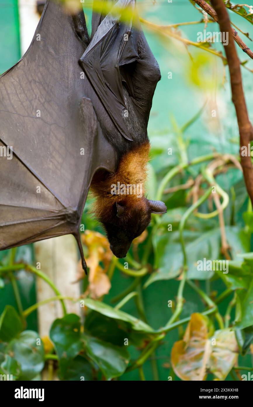 Sleeping Giant Bat: Capturing the Majestic Beauty of Nature's Silent ...