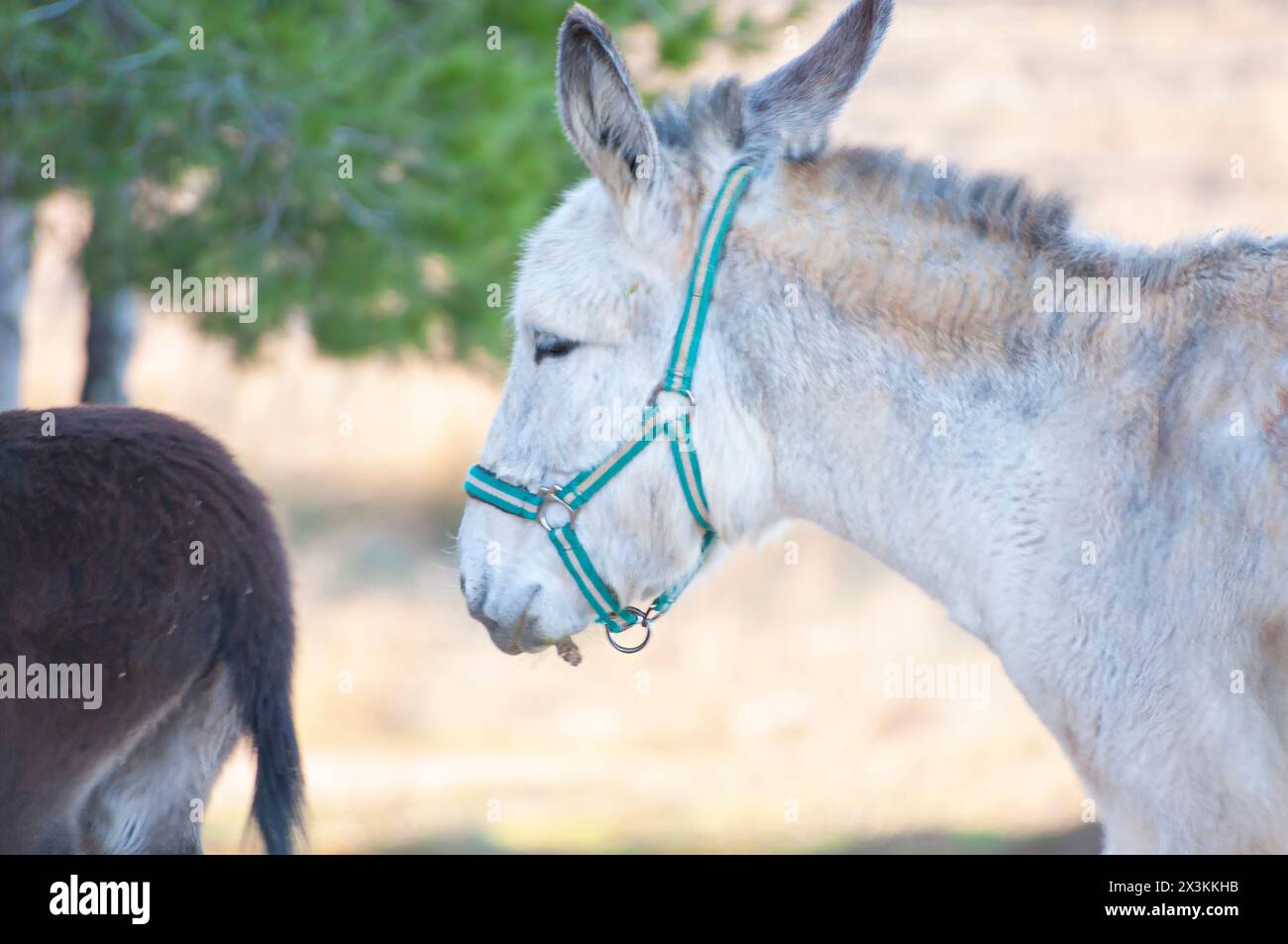 Rural Charm: Capturing the Beauty of Equestrian Donkeys in a ...