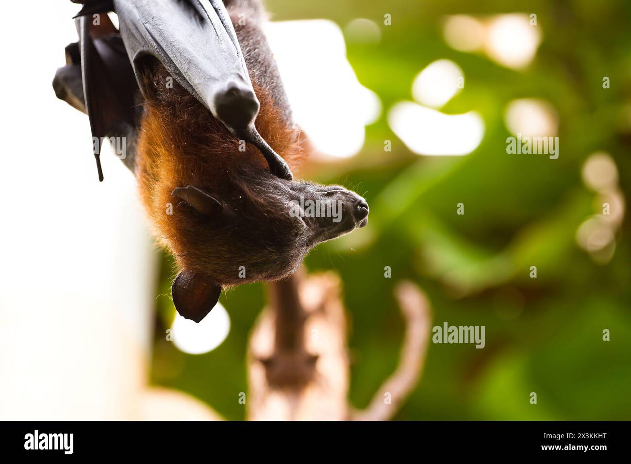 The Dormant Behemoth: Captivating Images of the Sleeping Giant Bat ...