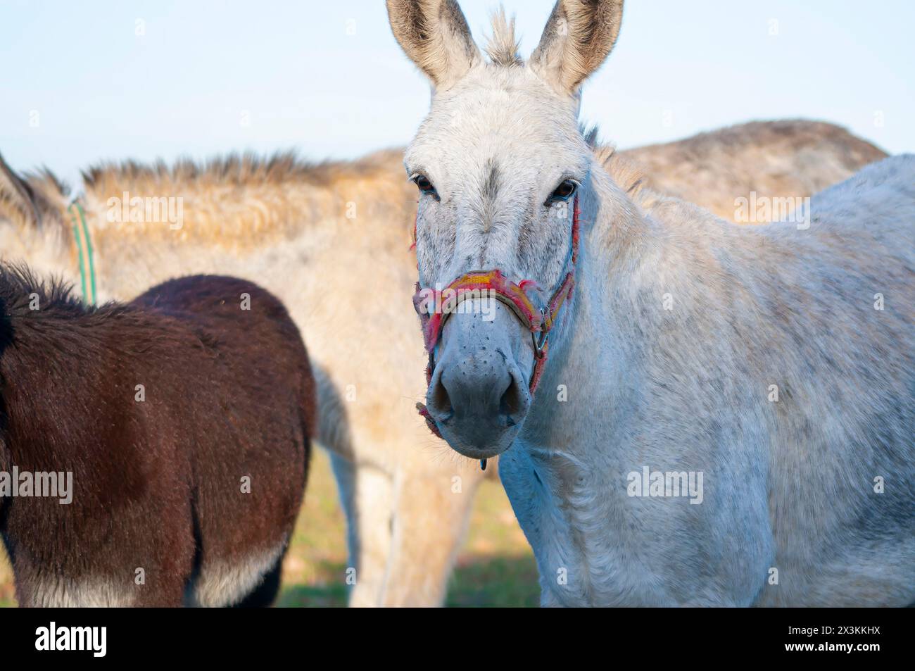 Golden Fields: Silhouetted Donkeys and Rustic Charm - Capturing the ...