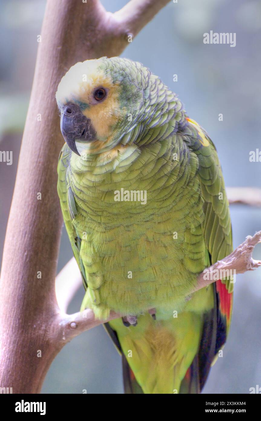 Colorful Creations: Parrot-Inspired Stock Photography for Vibrant ...