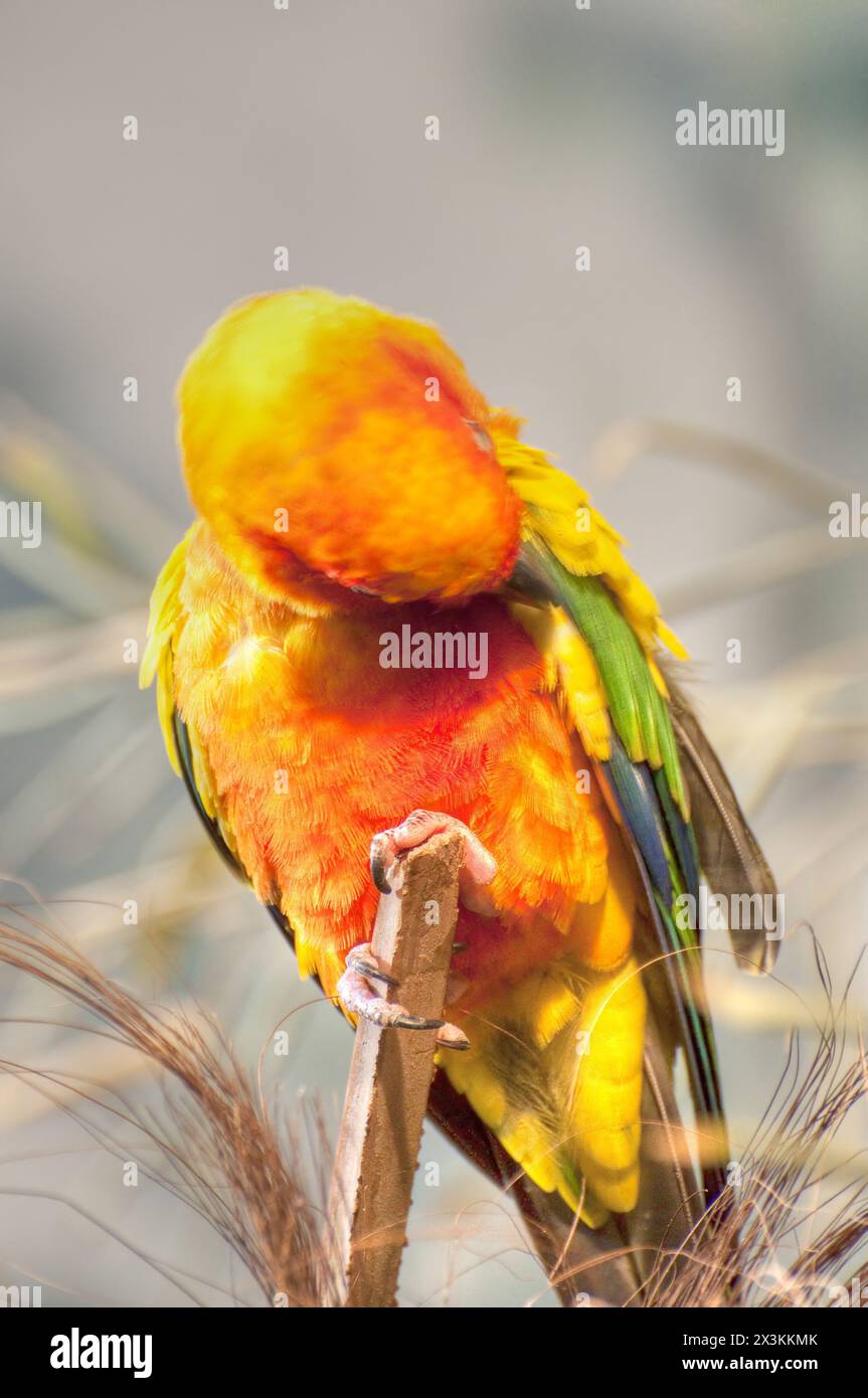 Colorful Parrot Photography: Vibrant Images for Your Creative Content ...