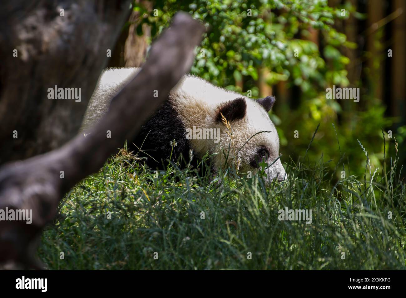 Stunning panda bear frolicking in a tree: Captivating images of a ...