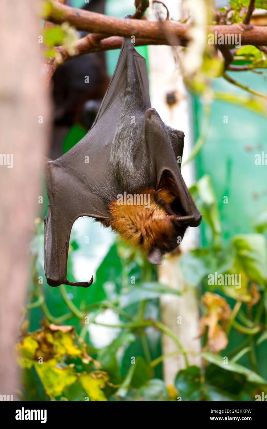 Awaken the Mighty: Stunning Images of the Sleeping Giant Bat Stock ...