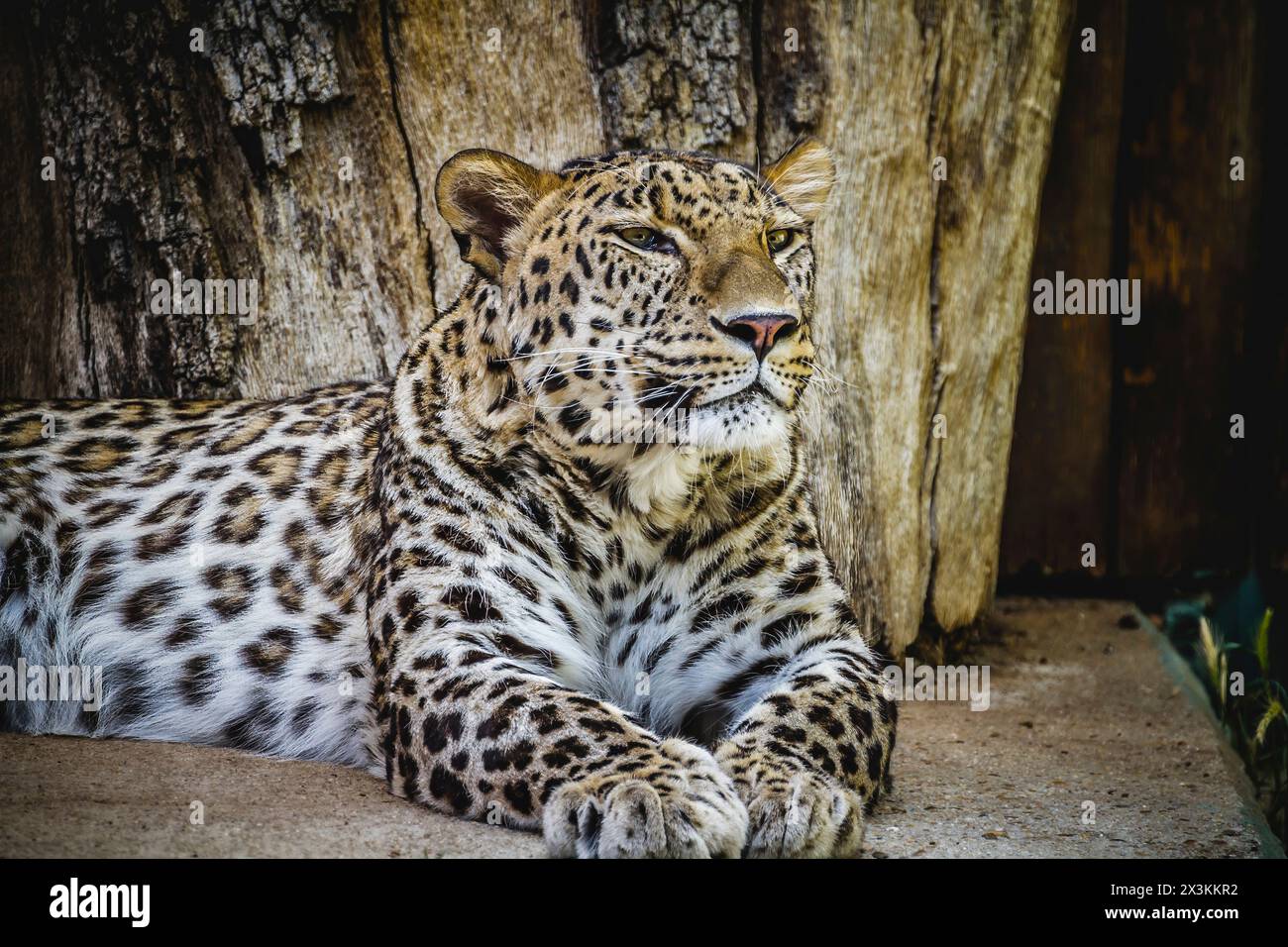 Majestic Leopard: Resting Wildlife Beauty with Spotted Skin Stock Photo ...