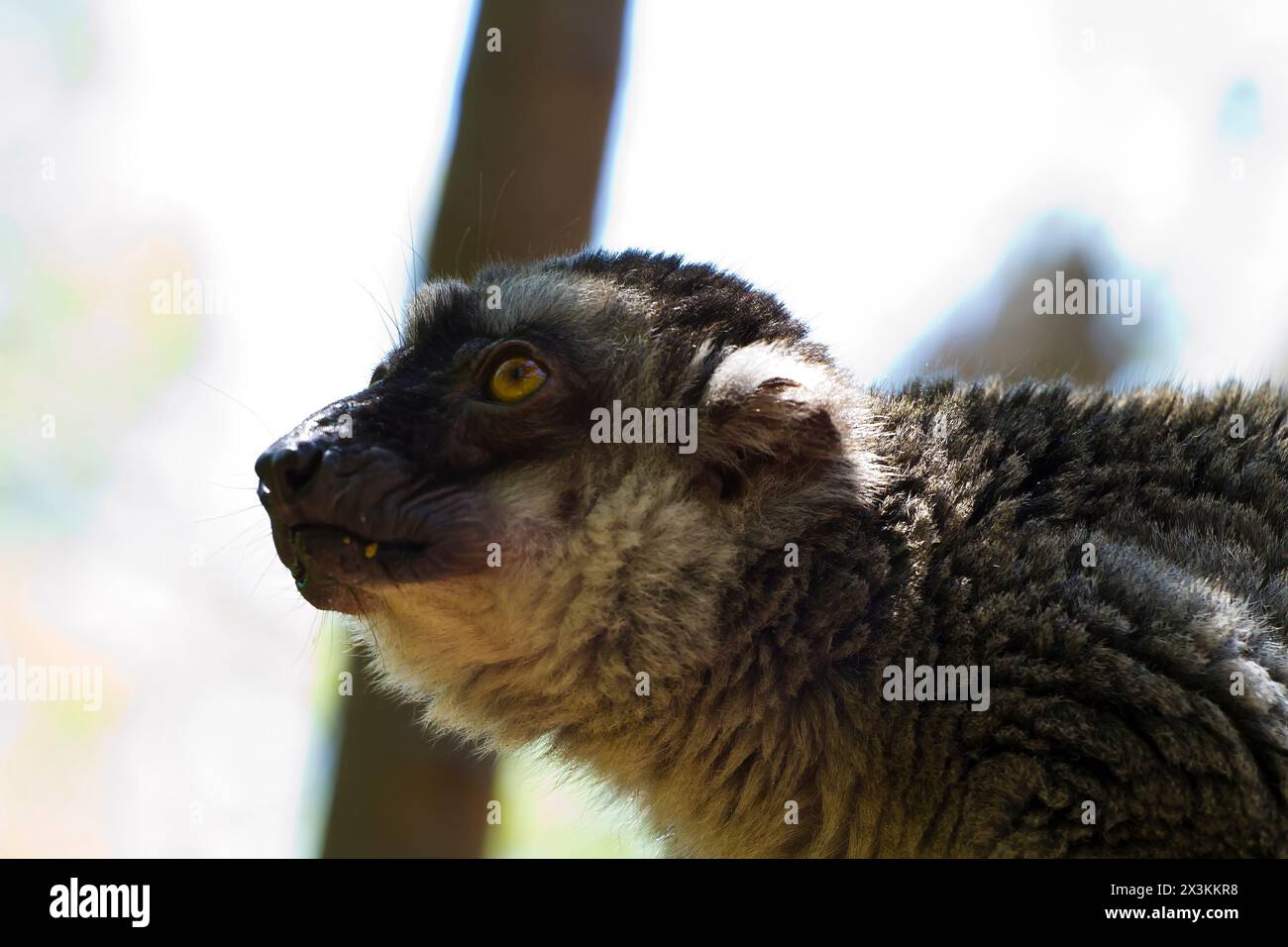 Curious Baby Monkey Gazing at the Sky: A Playful and Adorable Image for ...