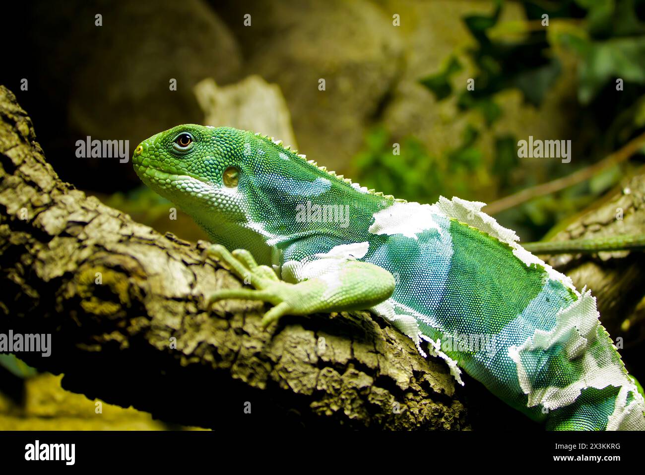 Tiny reptile basking in a miniature plant - Captivating image of a ...