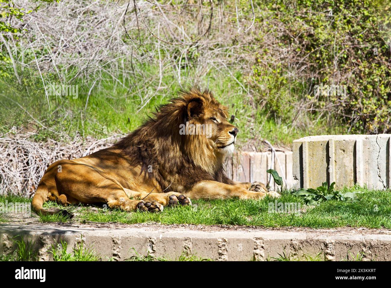 The Majestic King of the Jungle: Captivating Images of the Lion ...