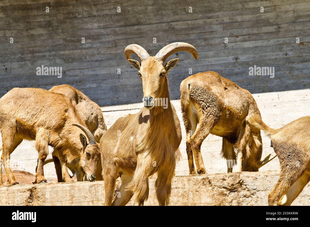 Capturing the Essence of Spanish Ibex: A Creative Exploration Through ...