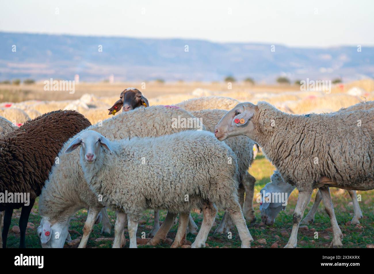 Sun-kissed Spanish Countryside: A Flock of White Sheep Grazing Amongst ...