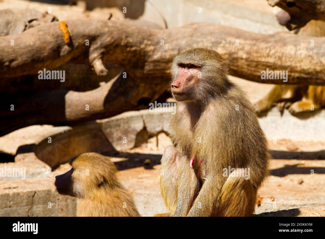 Wild Baboon: Captivating Images of the Ursine Hamadryas Papio in their ...