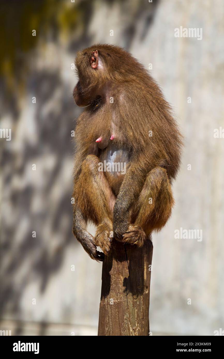Wild Baboon: Captivating Images of the Hamadryas Ursinus in their ...