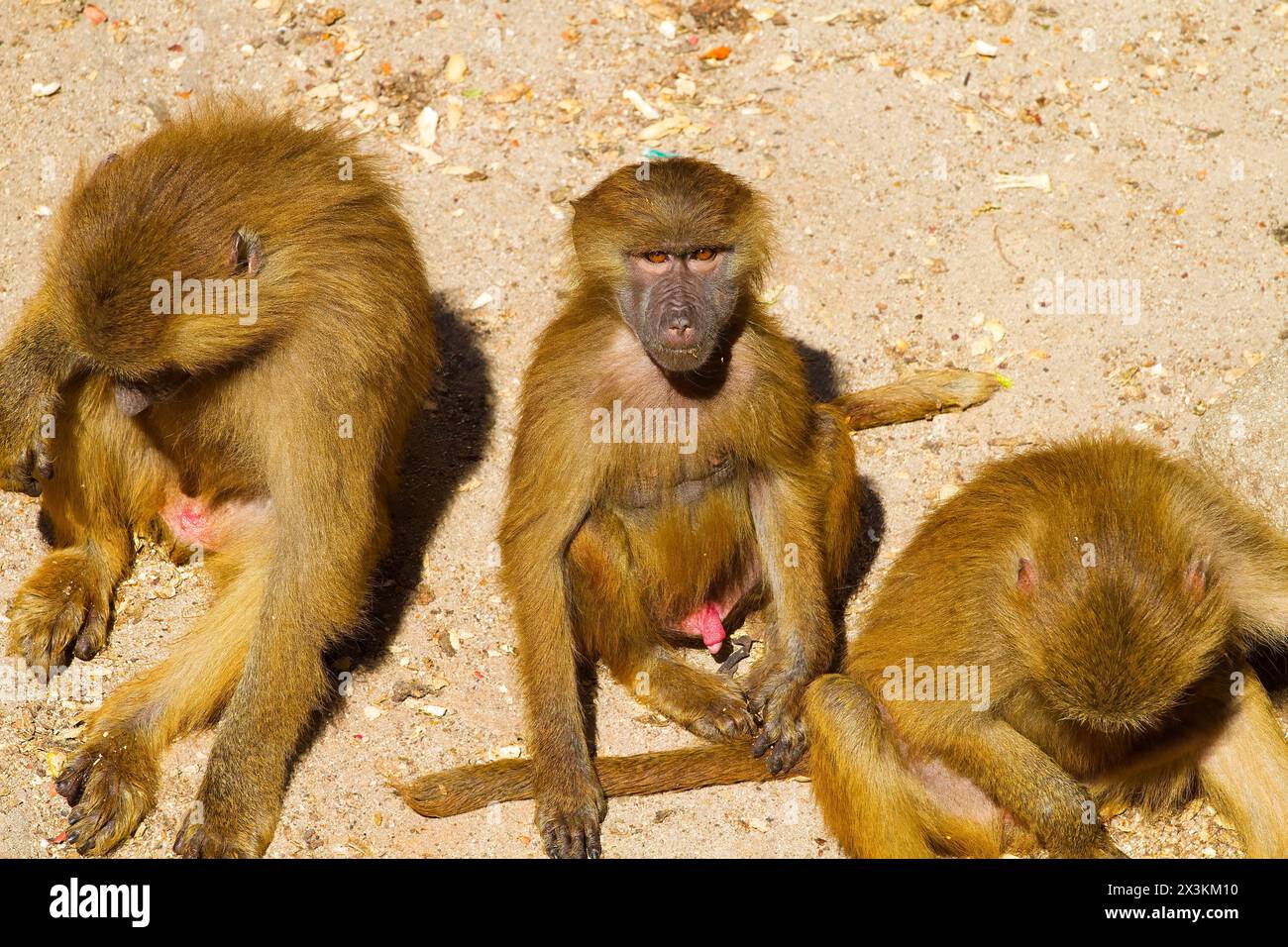 Primatesanctuary hi-res stock photography and images - Alamy