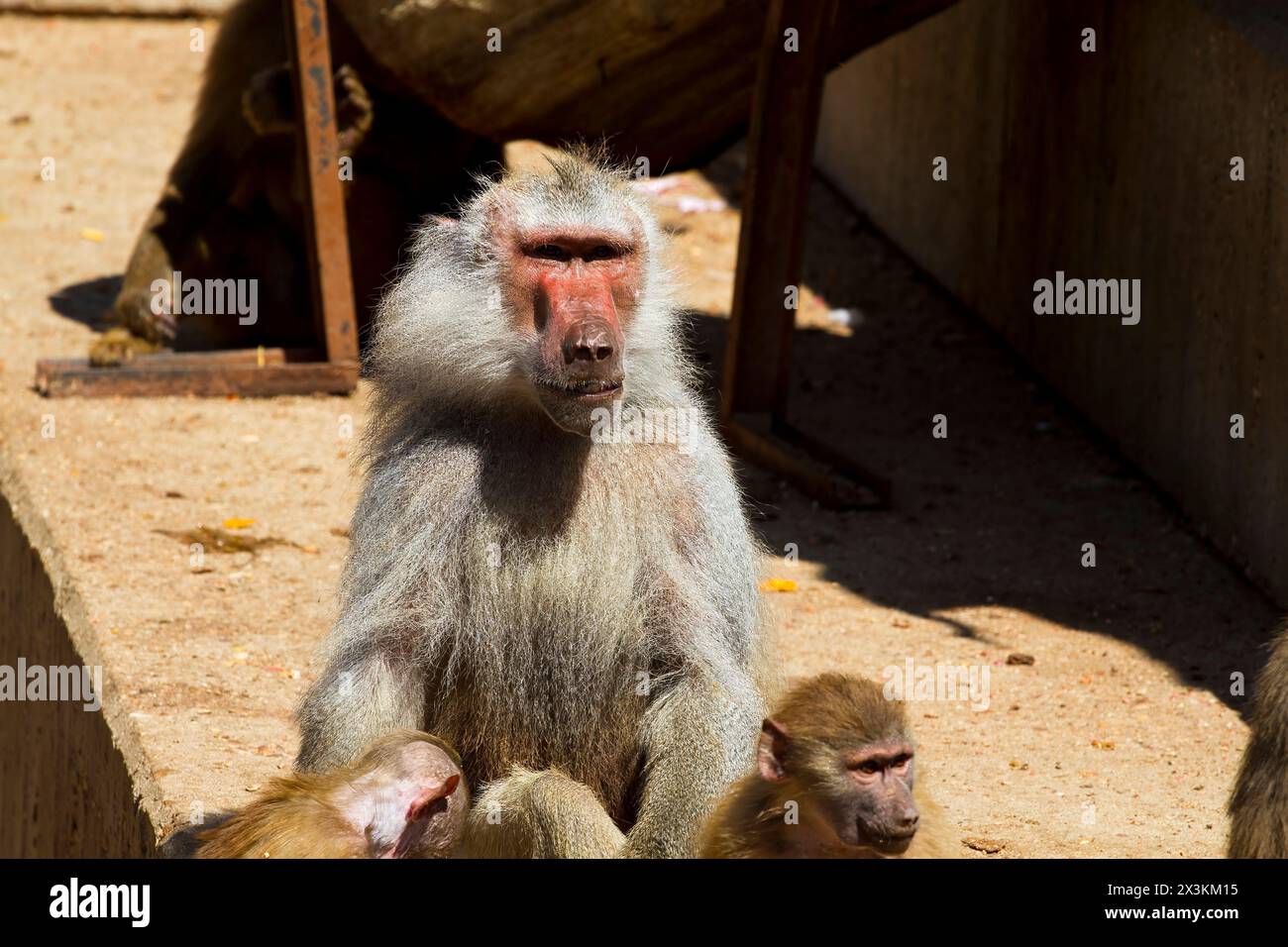 King of the Jungle: Stunning Male Baboon Portraits Stock Photo - Alamy