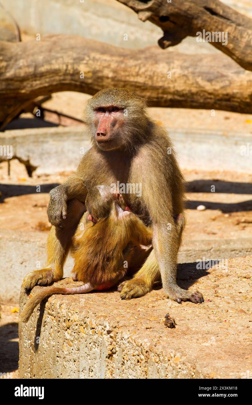 Wild Baboon: Captivating Images of the Hamadryas Baboon in its Natural Habitat Stock Photo - Alamy