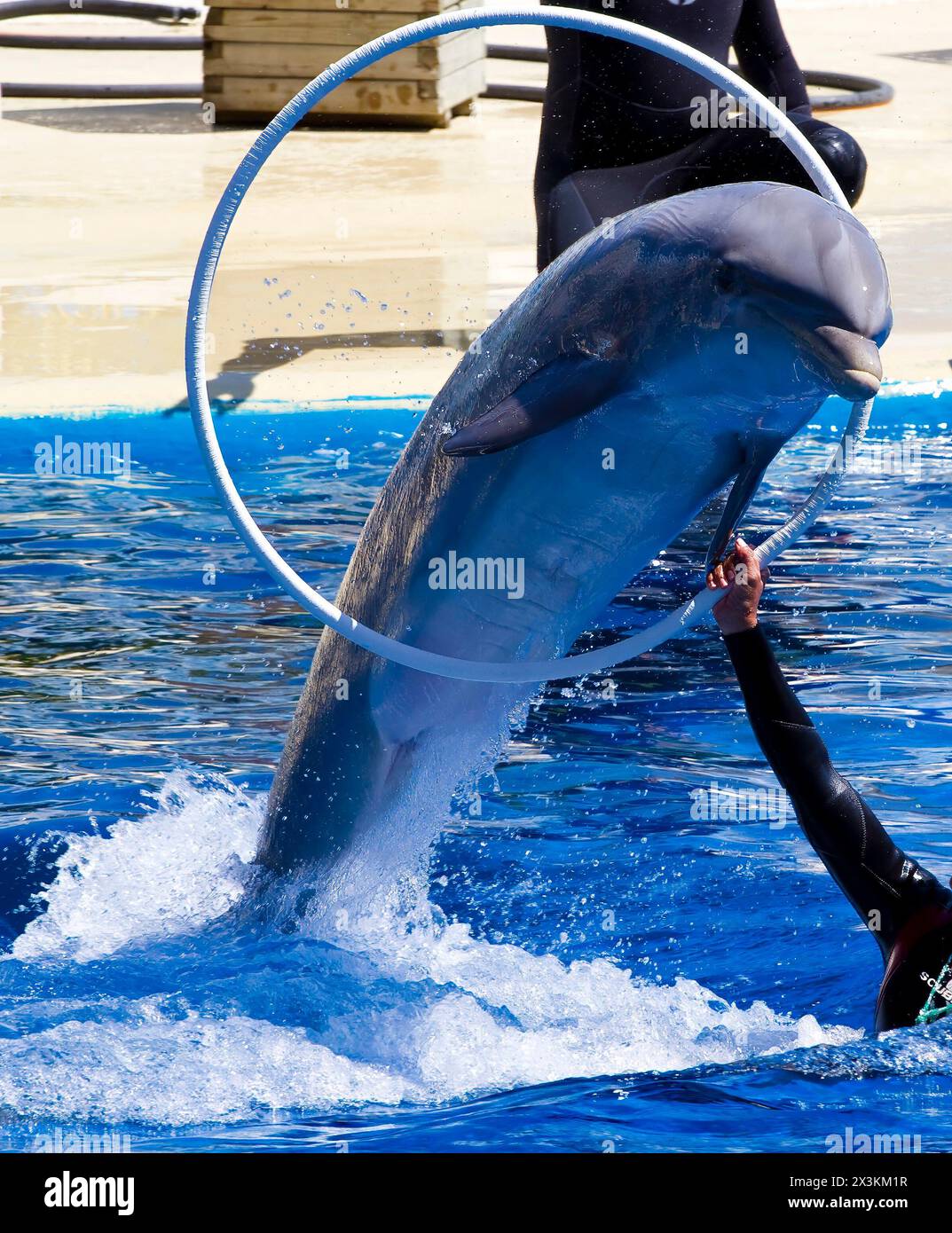 Oceanic Acrobatics: Majestic Dolphin Leaping from the Waves Stock Photo ...
