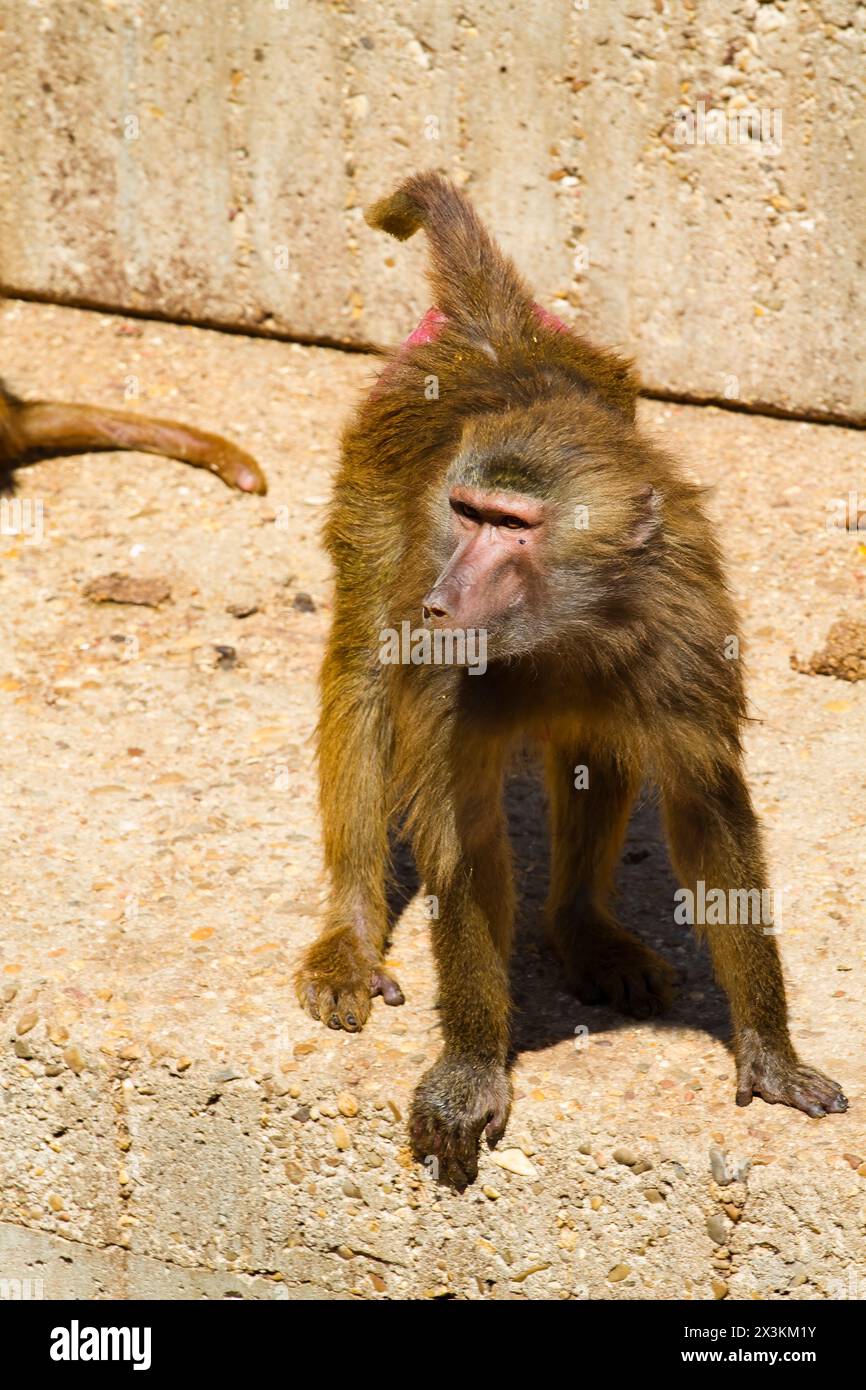 Wild Baboon: Capturing the Untamed Beauty of Papio hamadryas ursinus in ...