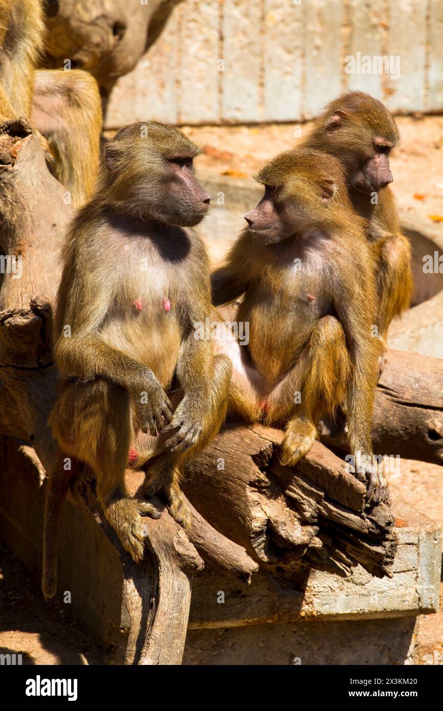 Wild Baboon: Captivating Images of the Hamadryas Ursinus in their ...