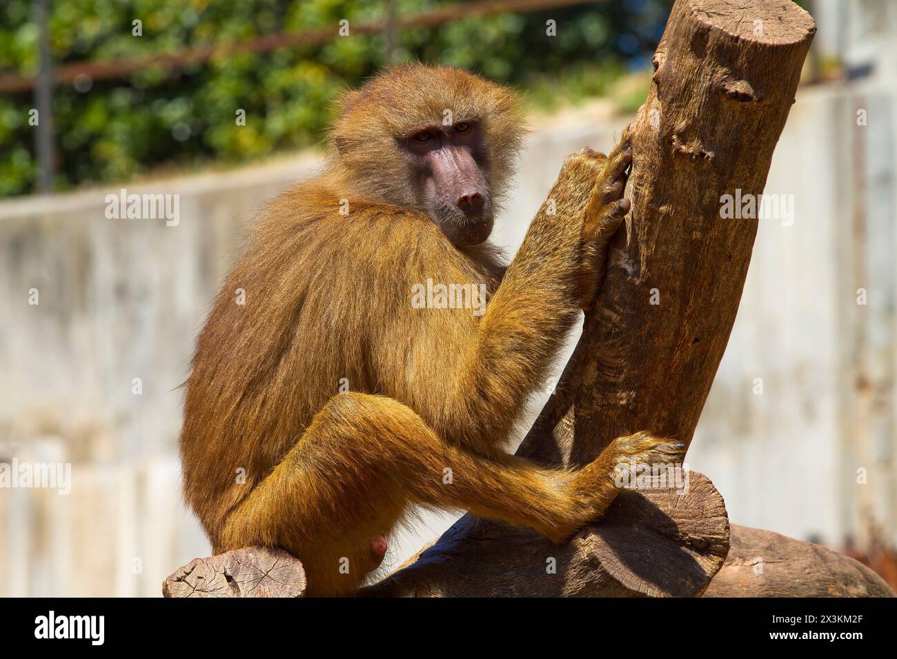 Wildanimalencounters hi-res stock photography and images - Alamy