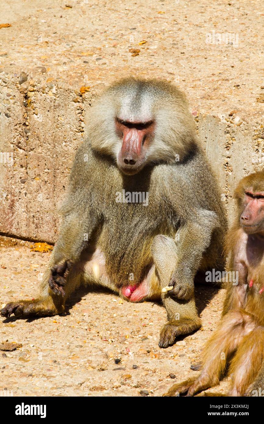 Wild Baboon: Capturing the Majesty of a Male Papio hamadryas ursinus in ...