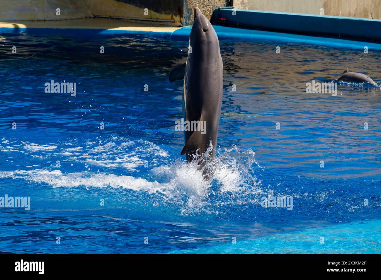 Mesmerizing Moment: Dolphin Leaping above the Ocean Waves Stock Photo ...