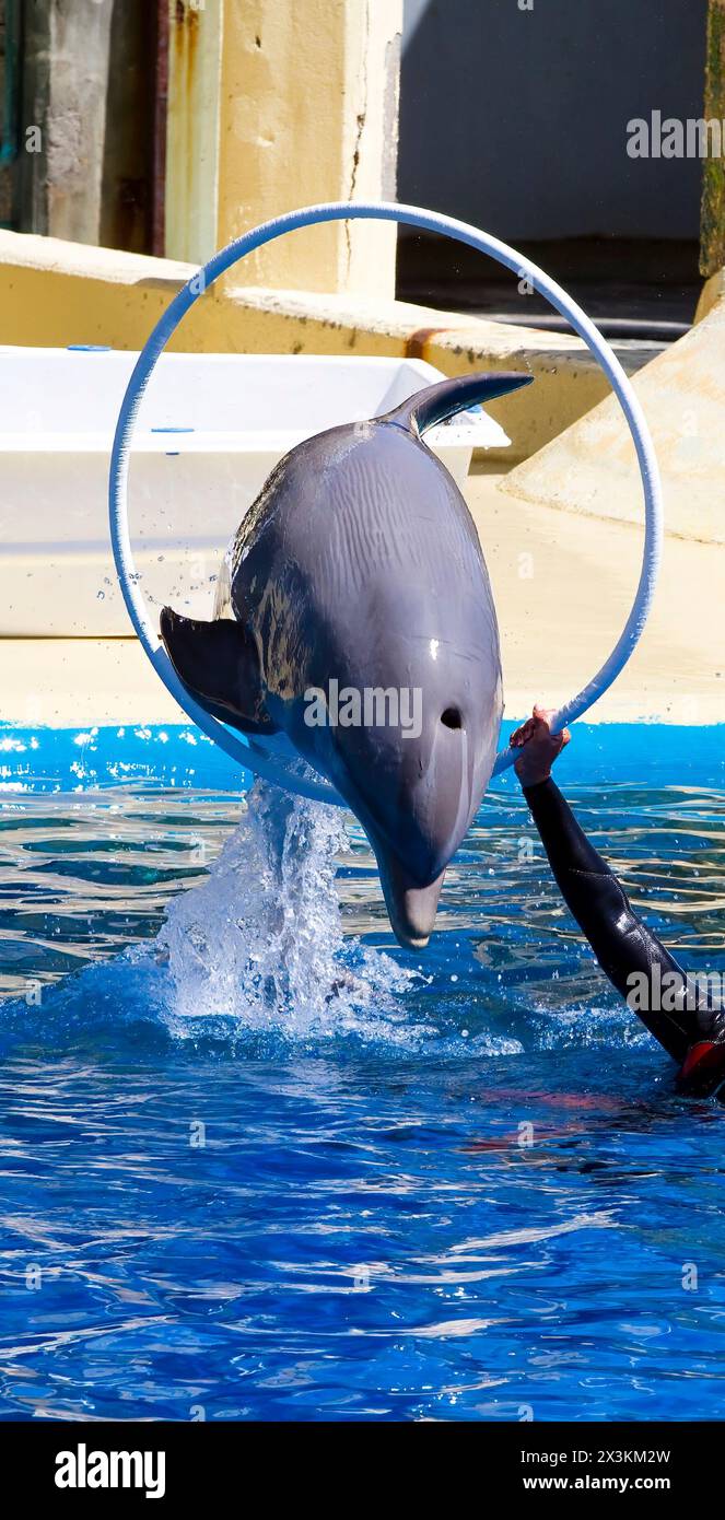 Dolphin Soaring: Majestic Sea Leap Captured in Stunning Image Stock ...