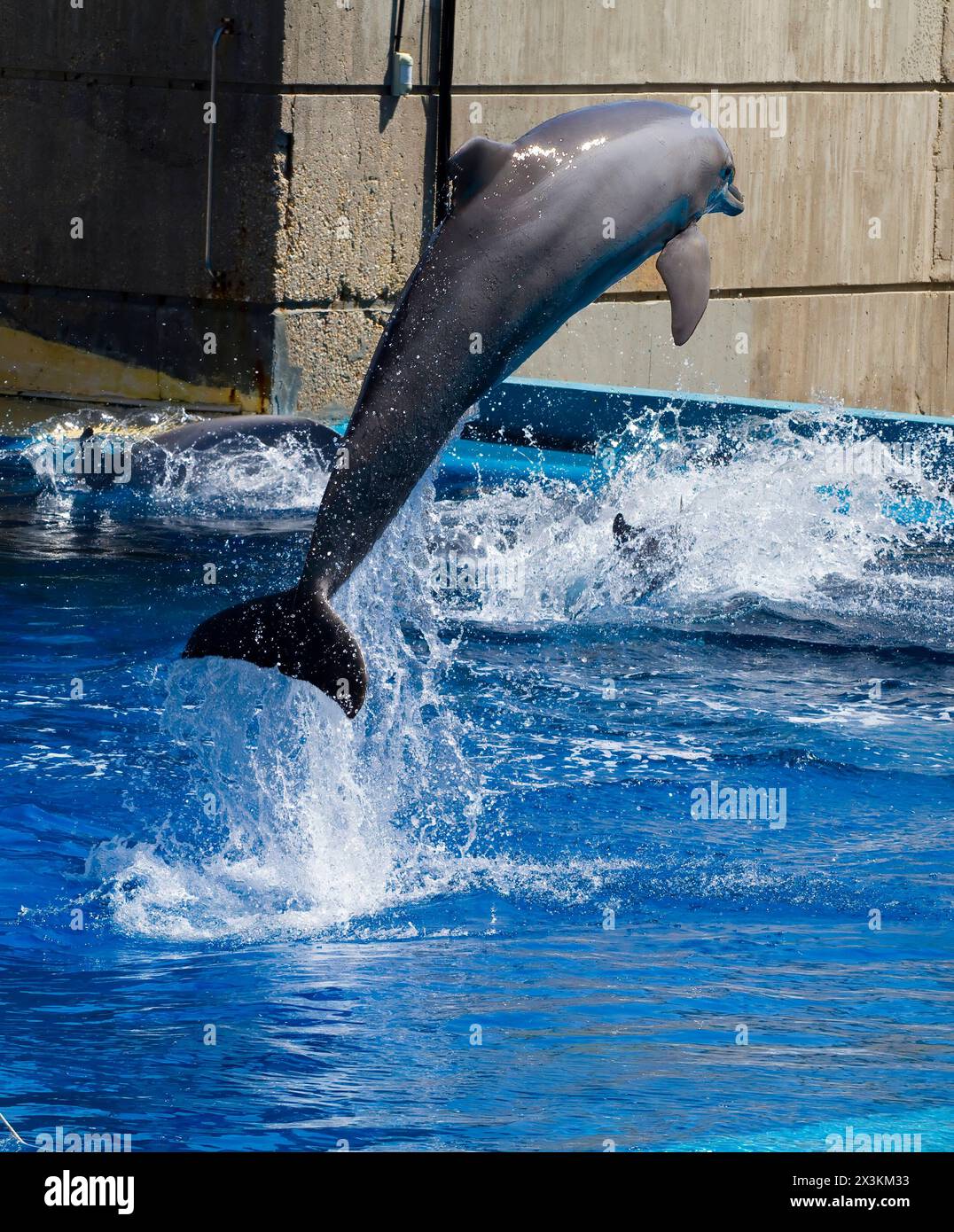 Dynamic dolphin jump hi-res stock photography and images - Alamy
